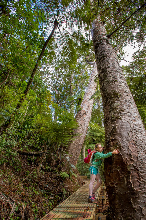 KAURI DIEBACK MANAGEMENT – Wild Auckland